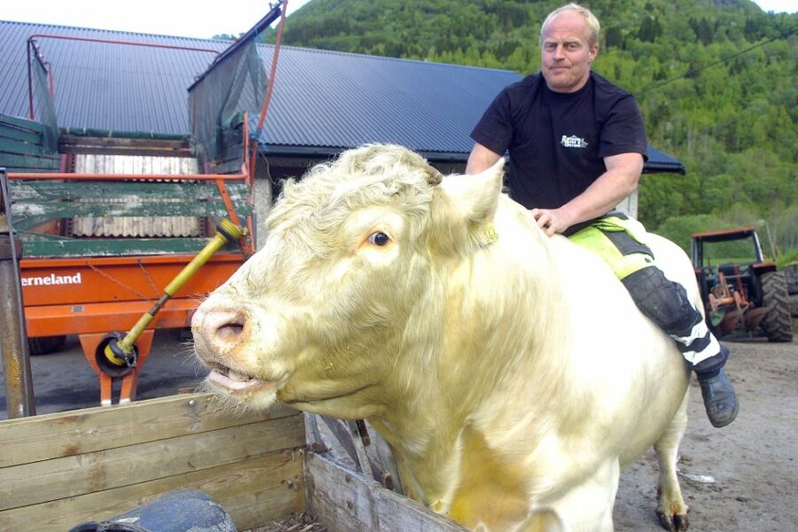 Okse på nær 1.300 kilo